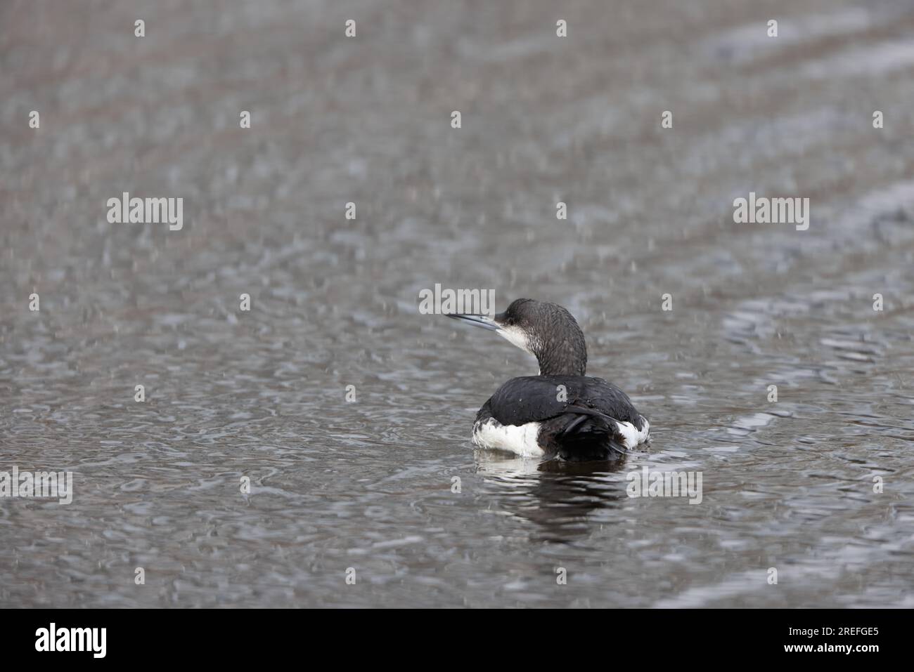 Black-throated Diver or Arctic Loon (Gavia arctica) in Japan Stock ...