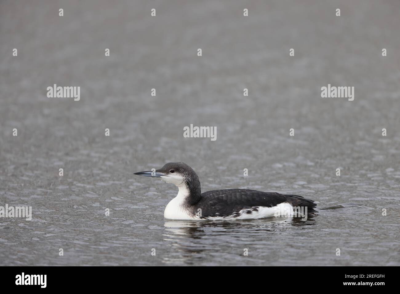 Black-throated Diver or Arctic Loon (Gavia arctica) in Japan Stock ...