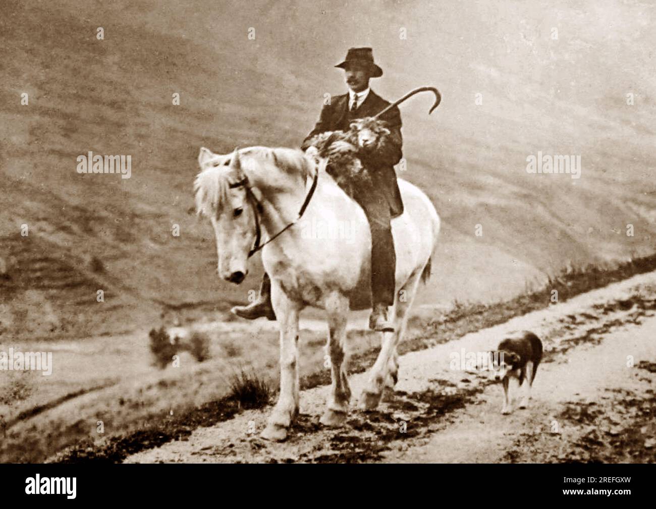 Shepherd with sheep, Lake District, Victorian period Stock Photo - Alamy