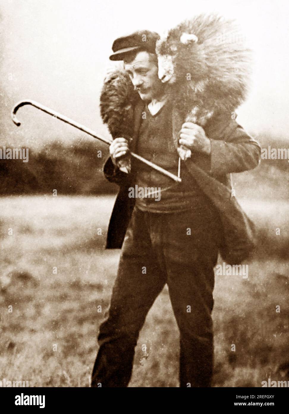 Shepherd with sheep, Lake District, Victorian period Stock Photo - Alamy