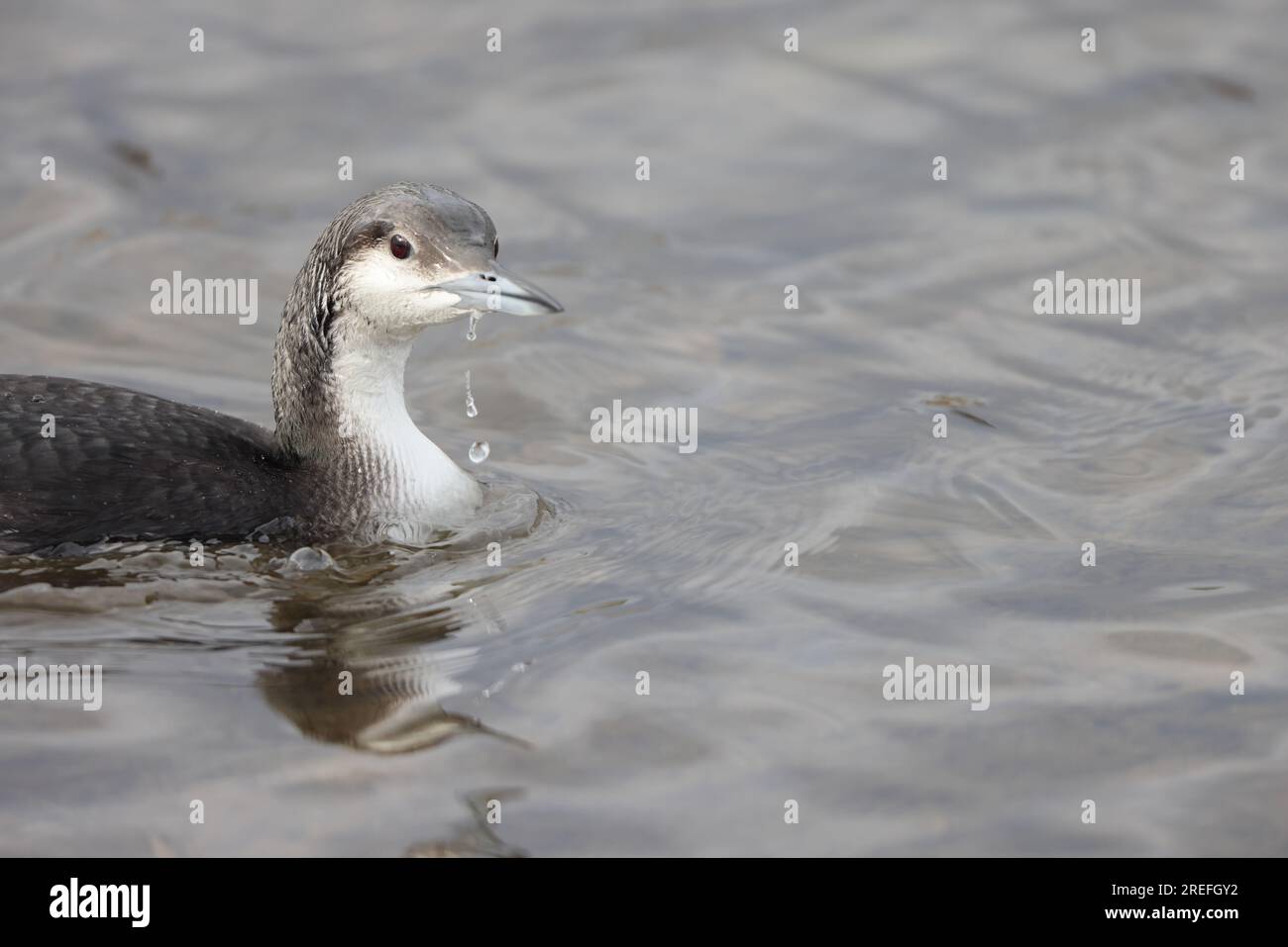 Black-throated Diver or Arctic Loon (Gavia arctica) in Japan Stock ...