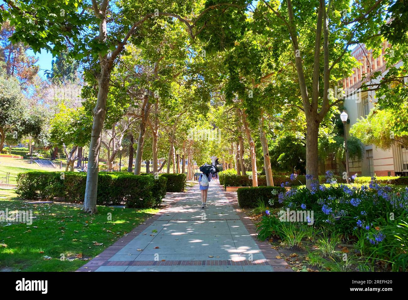 The UCLA campus with trees over a walkway and a student walking on ...