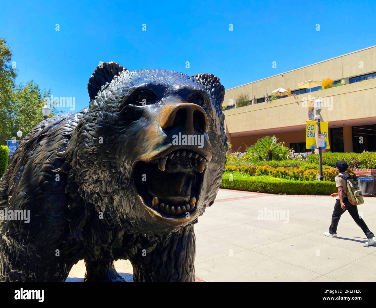 The UCLA Bruin bear statue Stock Photo - Alamy