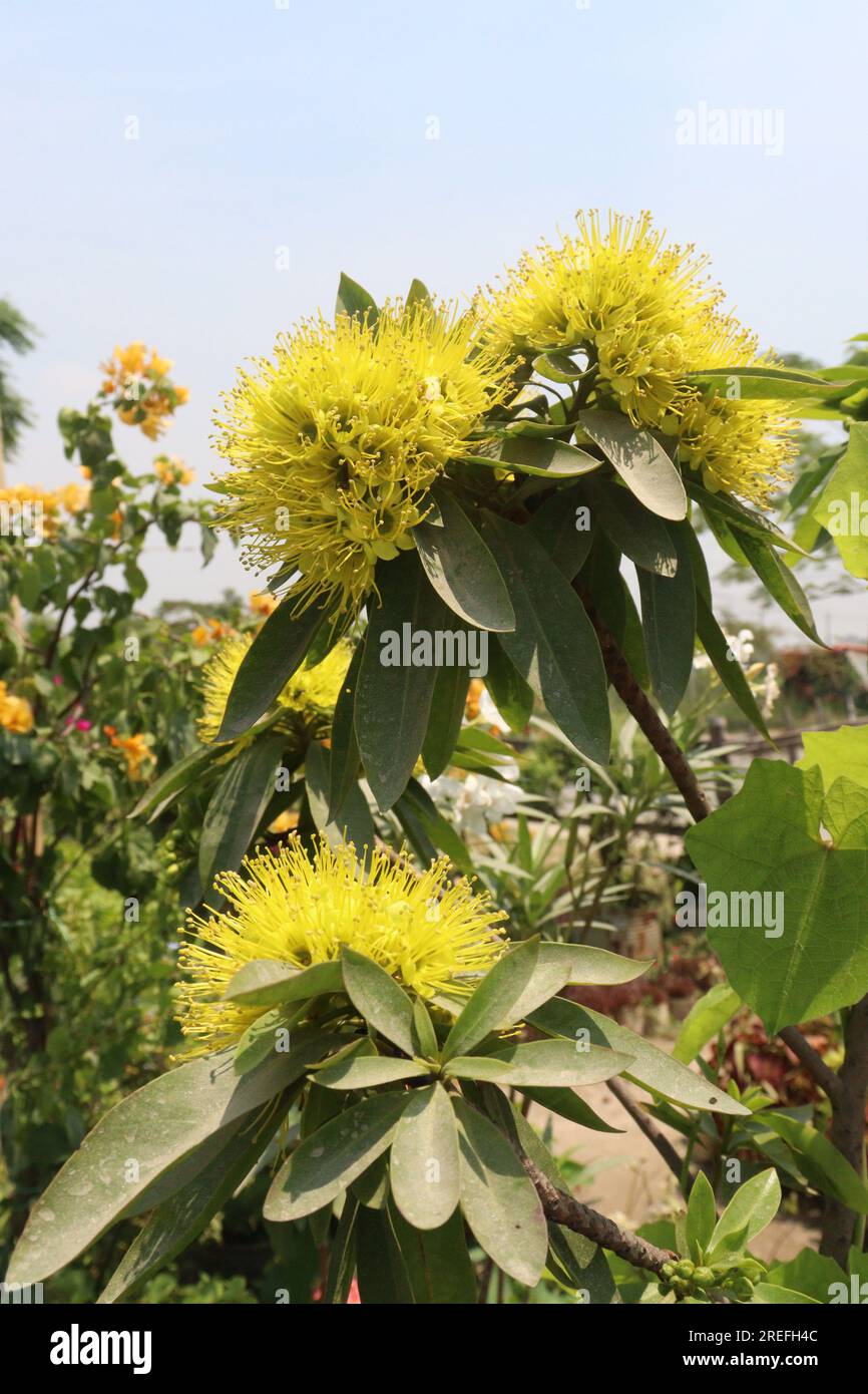 Xanthostemon youngii flower plant on farm for harvest are cash crops ...