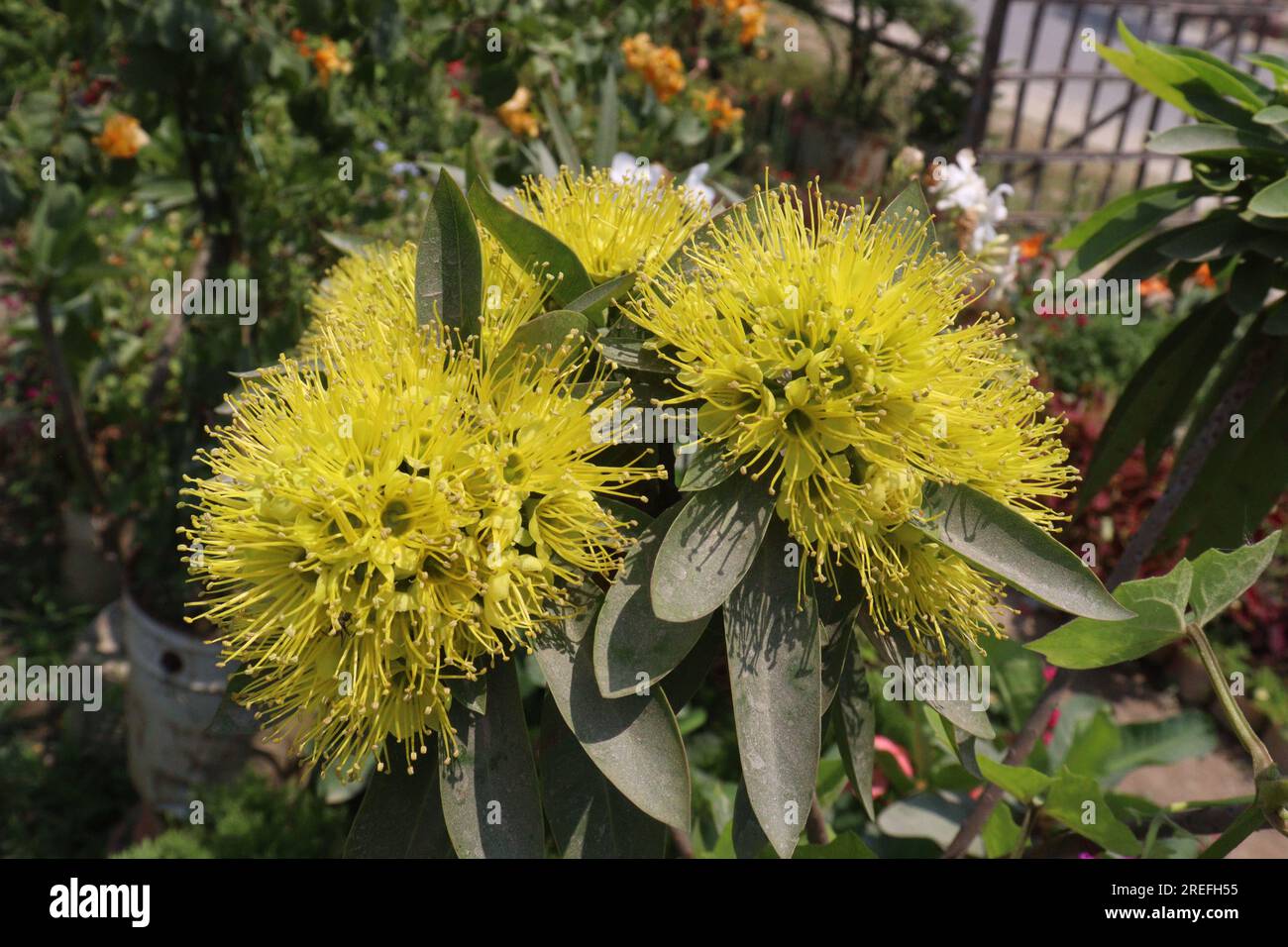 Xanthostemon youngii flower plant on farm for harvest are cash crops ...
