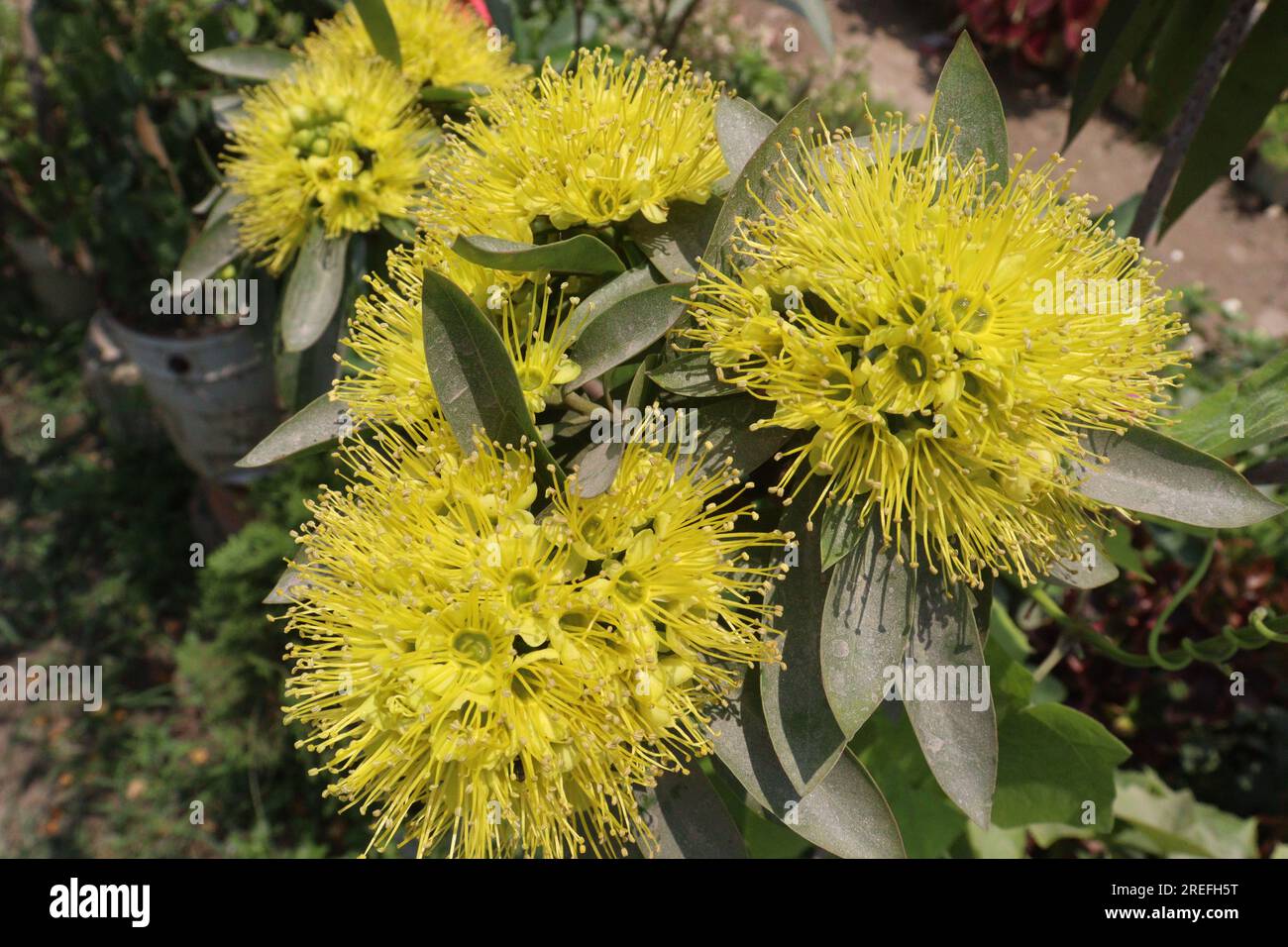 Xanthostemon youngii flower plant on farm for harvest are cash crops ...