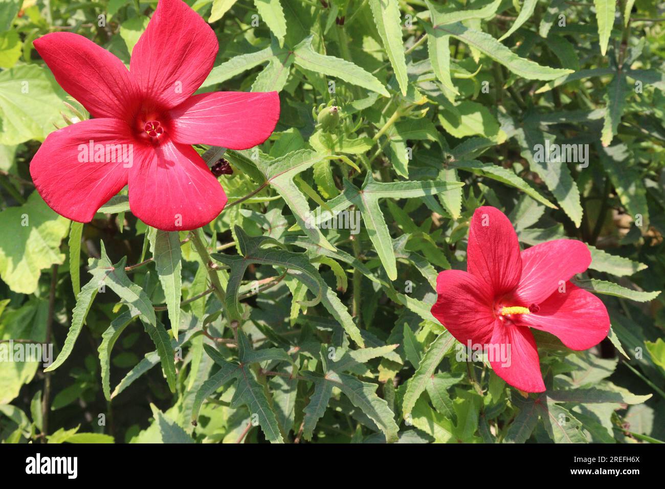 Swamp rose mallow flower plant on farm for harvest are cash crops Stock ...