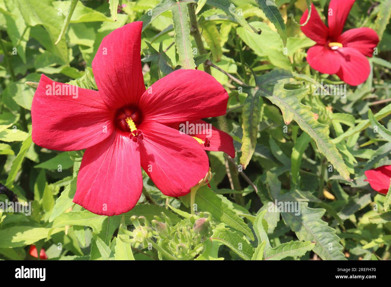 Swamp rose mallow flower plant on farm for harvest are cash crops Stock ...