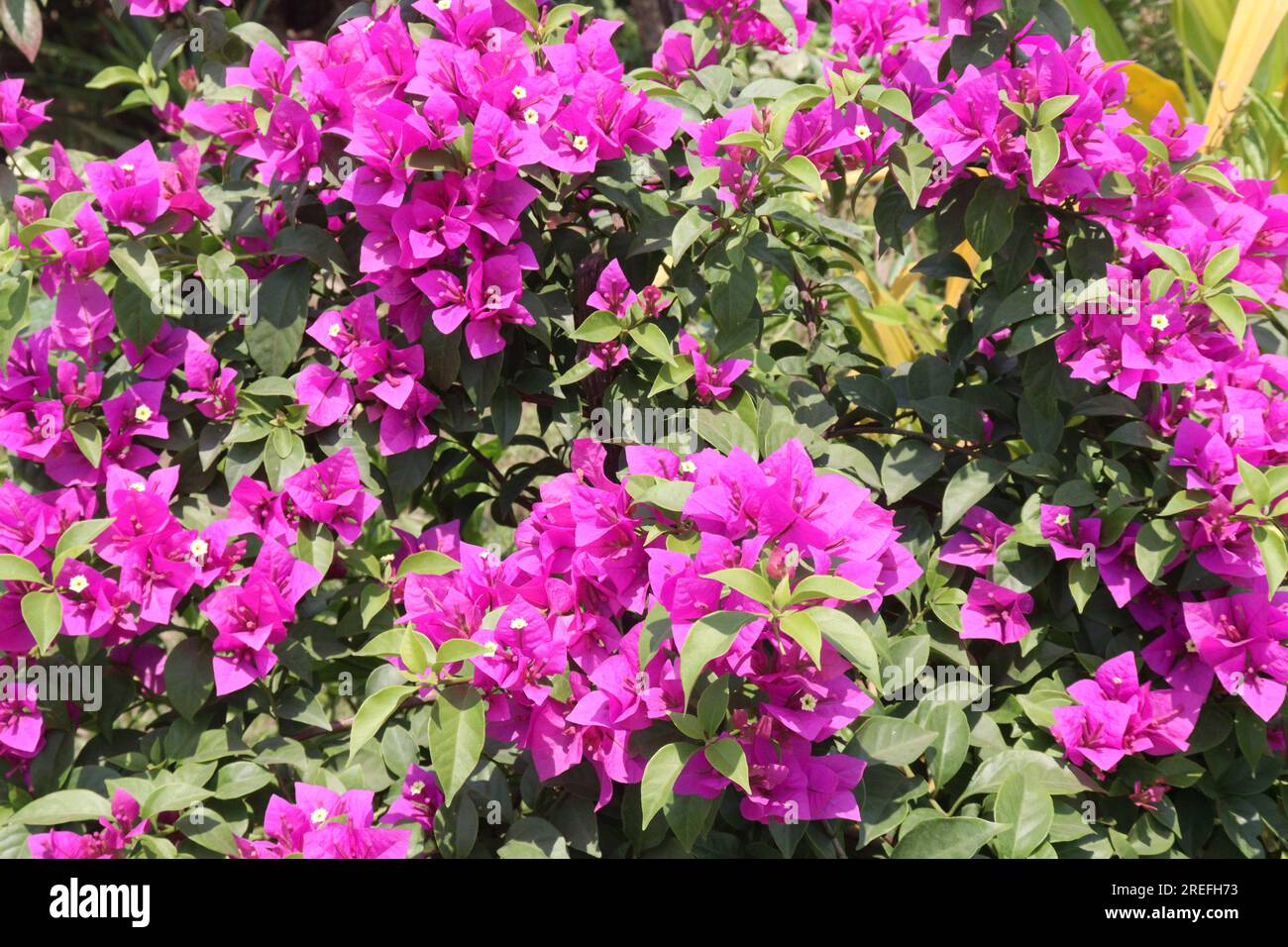 Bougainvillea spectabilis flower plant on nursery for harvest are cash ...