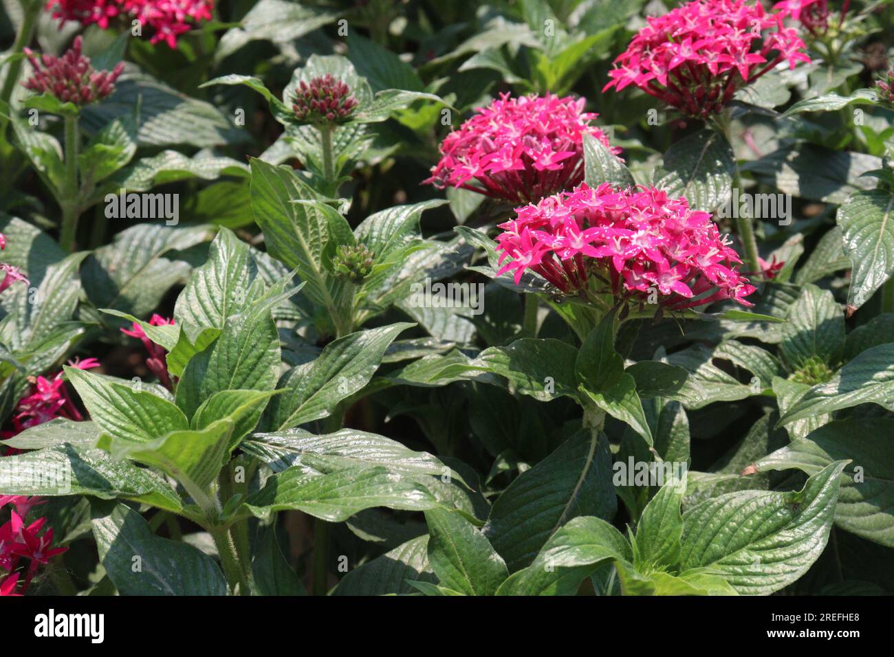 Pentas lanceolata flower plant on farm for harvest are cash crops Stock ...