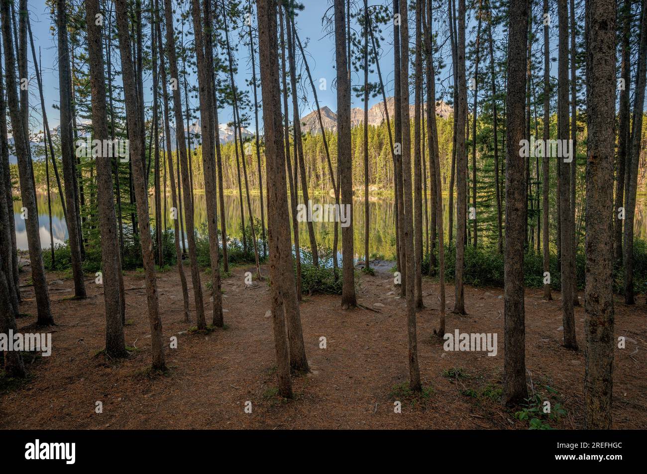 Pine forest on the shore of Herbert Lake in Banff National Park ...
