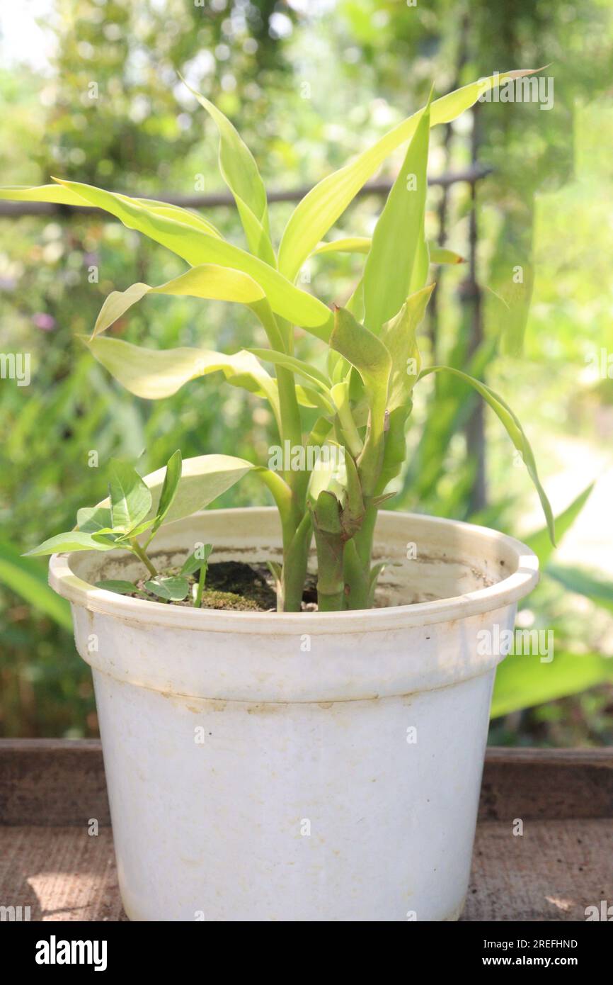 Lucky bamboo plant on pot in farm for harvest are cash crops Stock ...