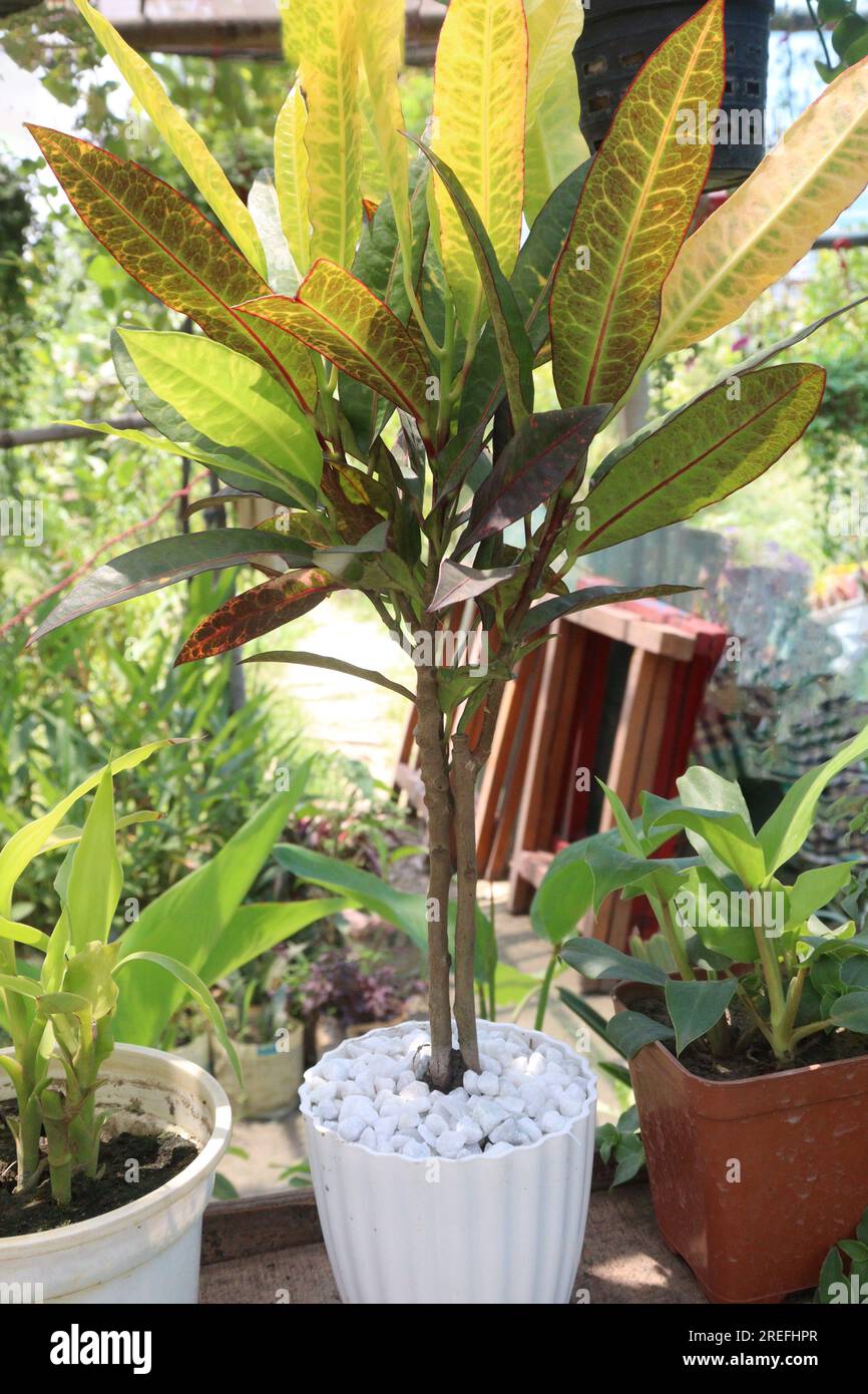 Garden croton tree plant on farm for harvest are cash crops Stock Photo ...
