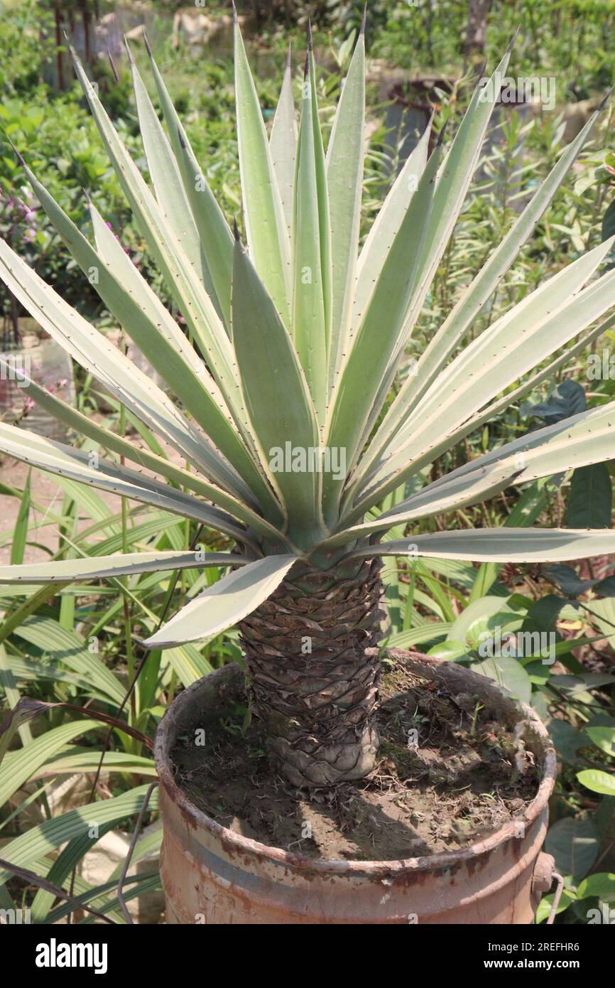 Agave angustifolia tree plant on farm for harvest are cash crops Stock ...