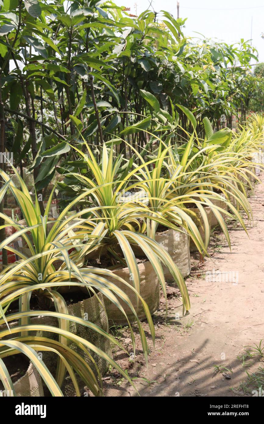 Pandanus veitchii leaf tree on pot in farm for sell is a cash crops ...