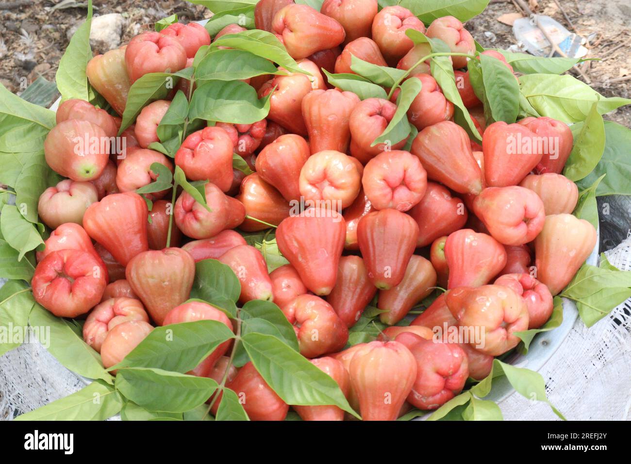 Watery rose apple on tree The is cultivated for its wood and edible ...