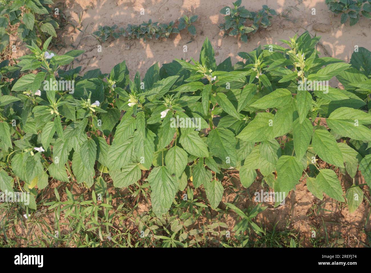 Sesamum tree plant on farm for harvest are cash crops Stock Photo - Alamy