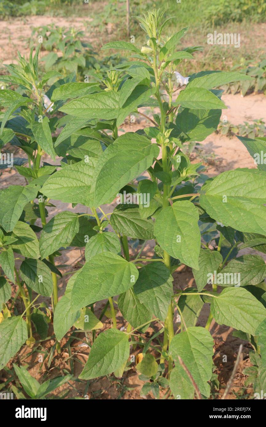 Sesamum tree plant on farm for harvest are cash crops Stock Photo - Alamy