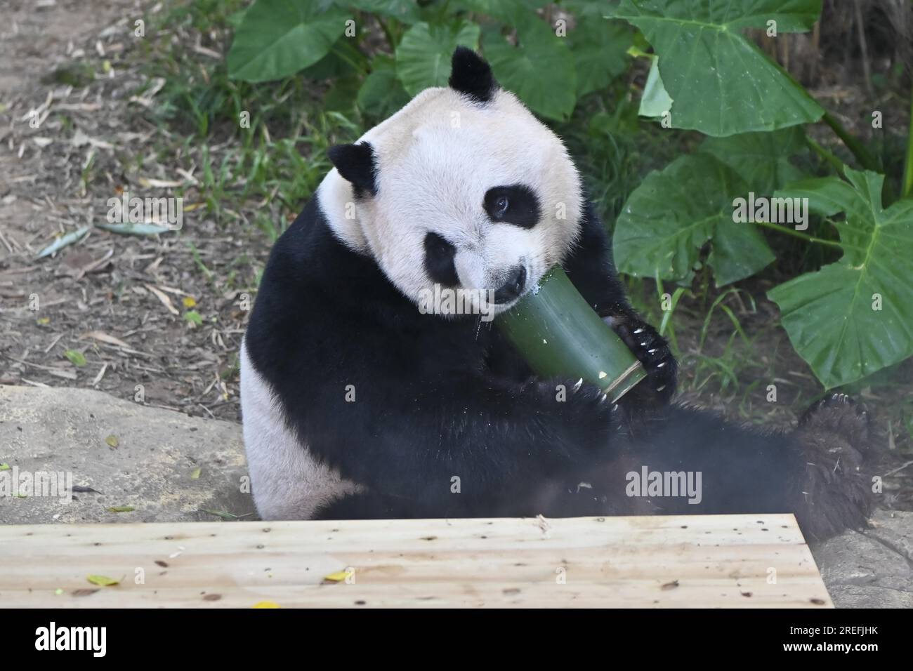 **CHINESE MAINLAND, HONG KONG, MACAU AND TAIWAN OUT** Cooling-off ...