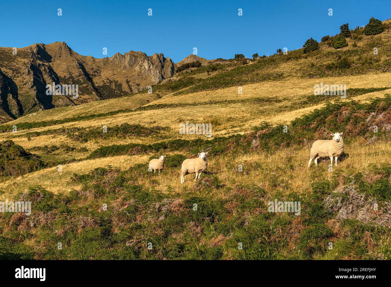 Sheep grazing on the slopes of the Southern Alps on the Isthmus peak ...
