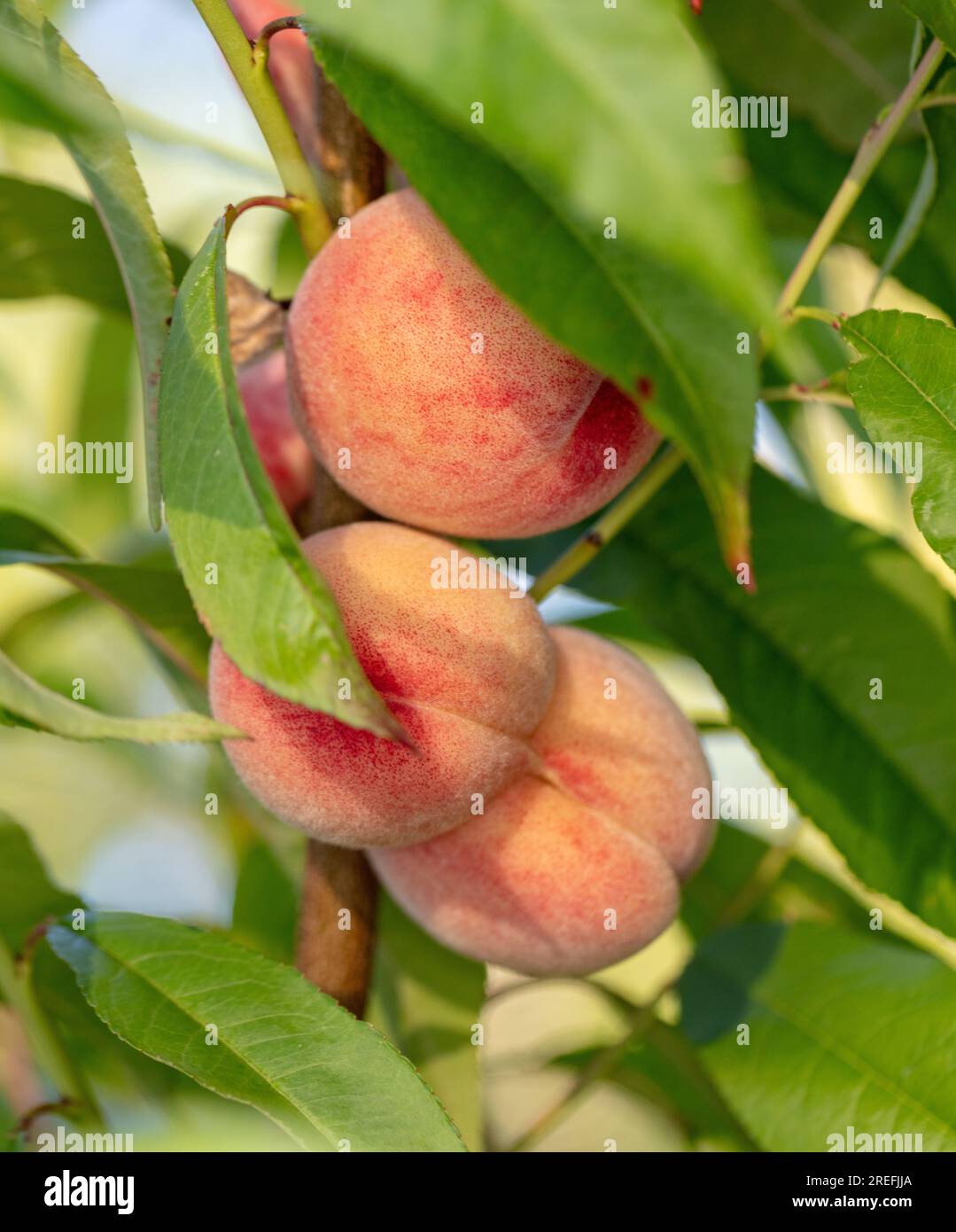 'Frost' Peach, Persika (Prunus persica Stock Photo - Alamy