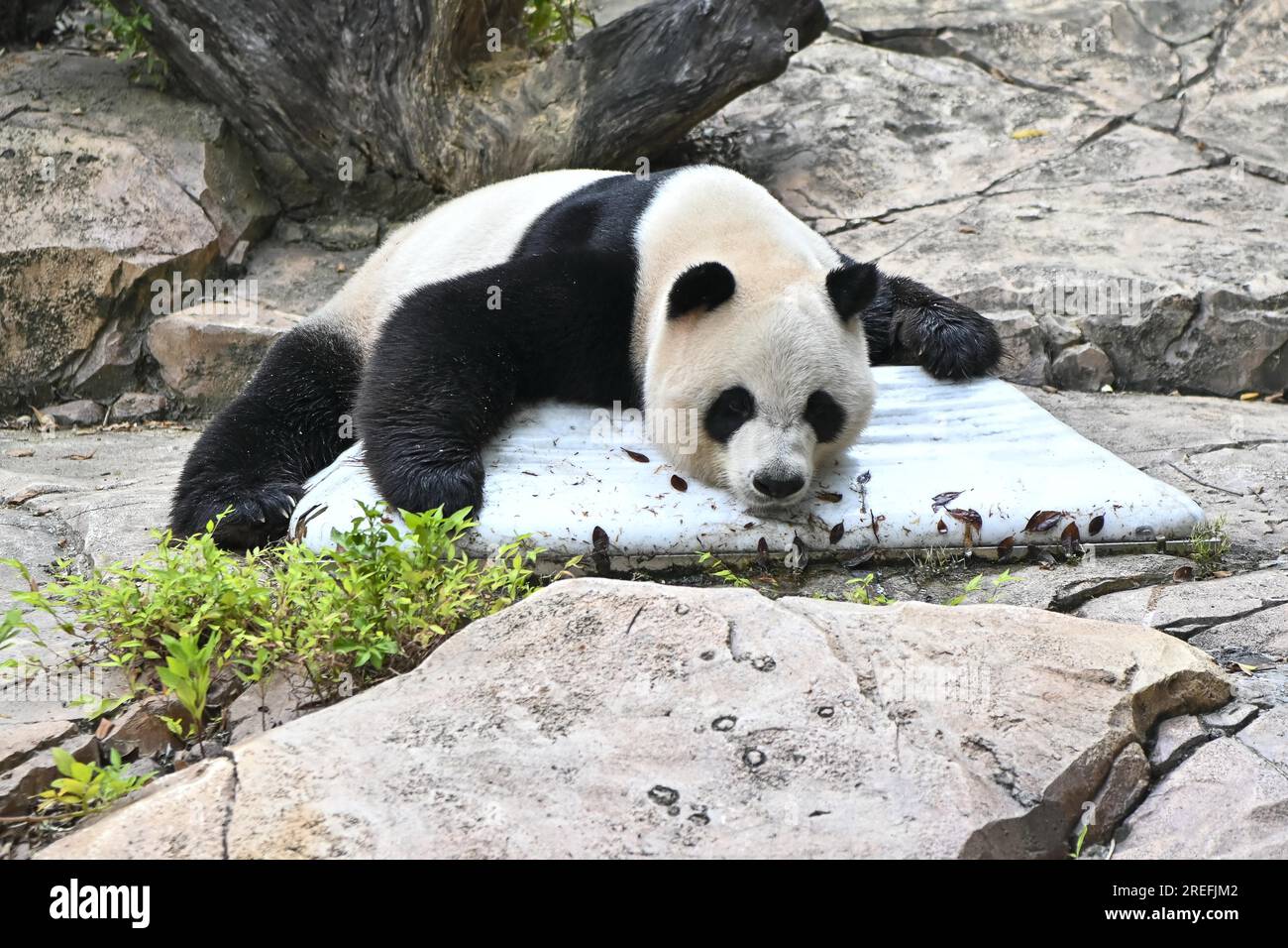 **CHINESE MAINLAND, HONG KONG, MACAU AND TAIWAN OUT** Cooling-off ...