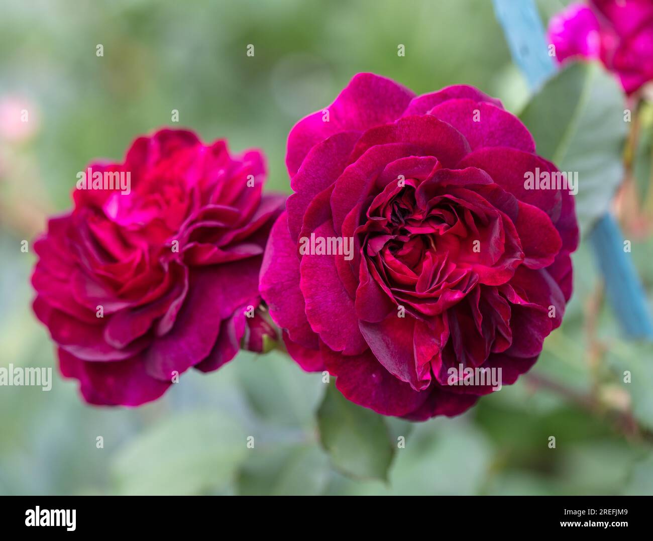 Munstead wood hi-res stock photography and images - Alamy