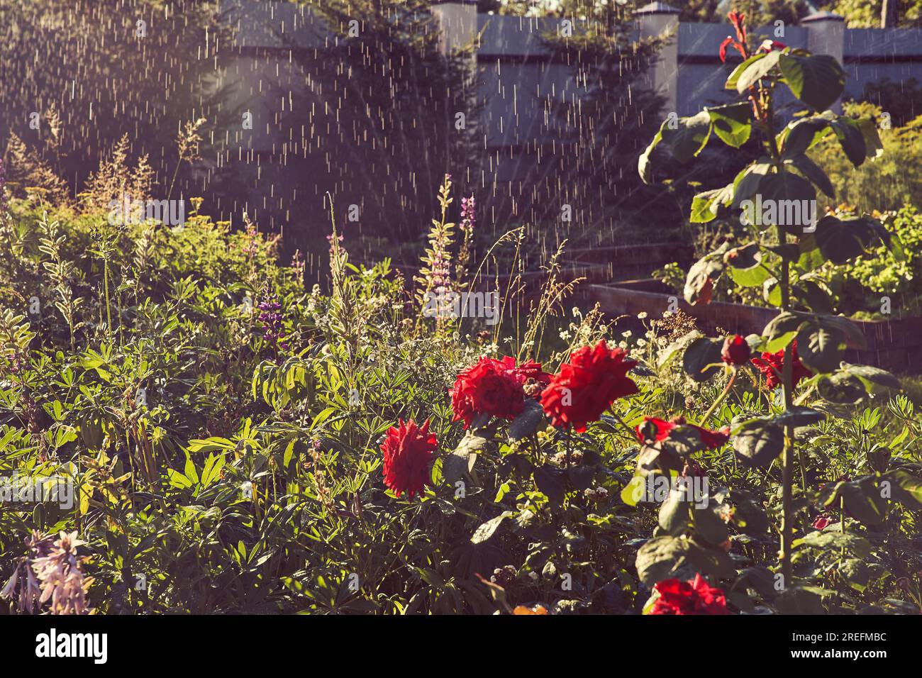 Spray red roses hi-res stock photography and images - Alamy
