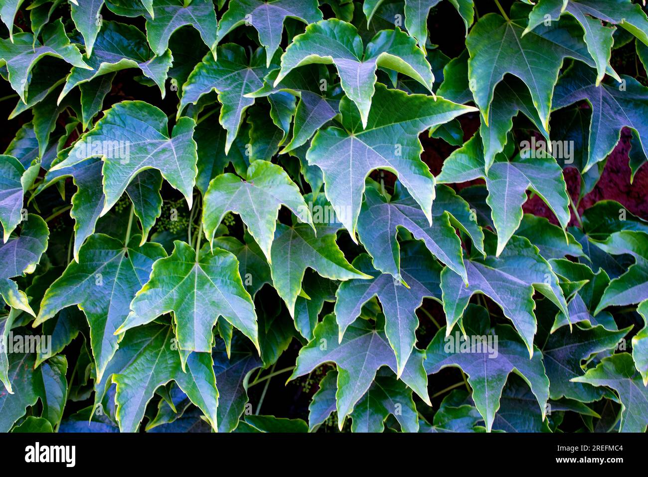 Computer screensaver forest hi-res stock photography and images - Alamy