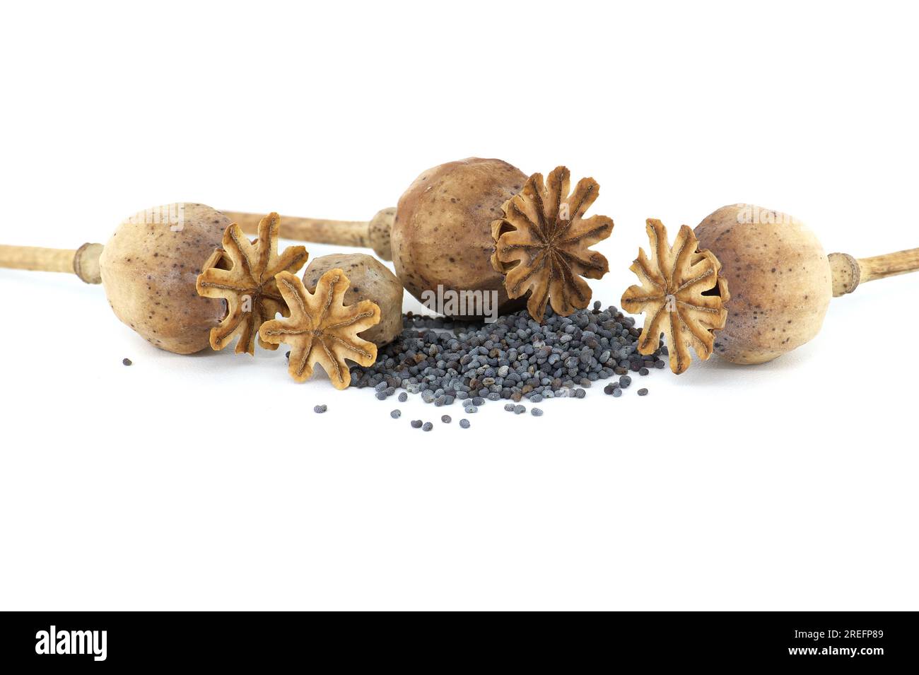 Dried poppy heads and pile of poppy seeds isolated on white background ...