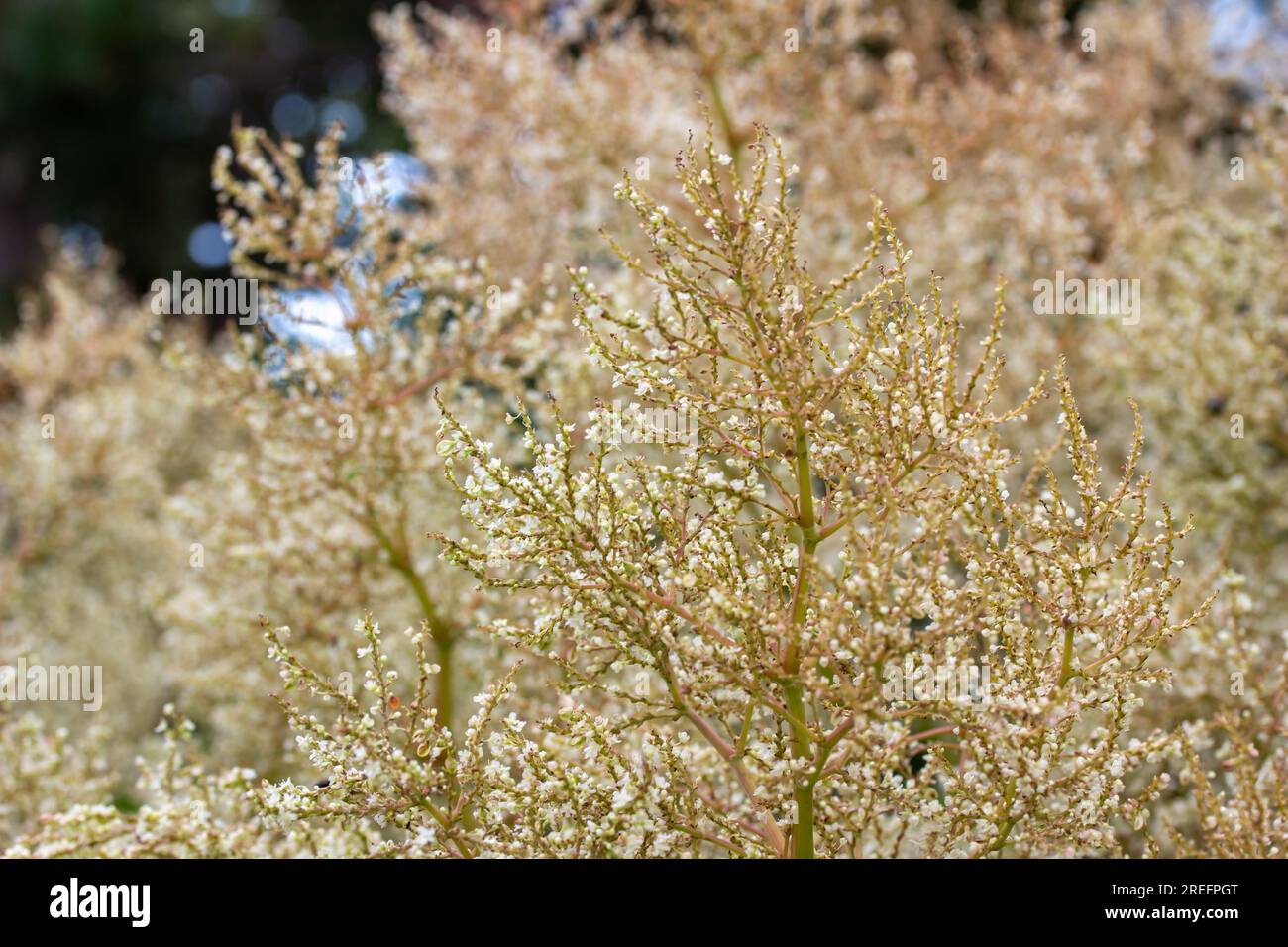 Full frame texture background of lacy white color perennial sage ...