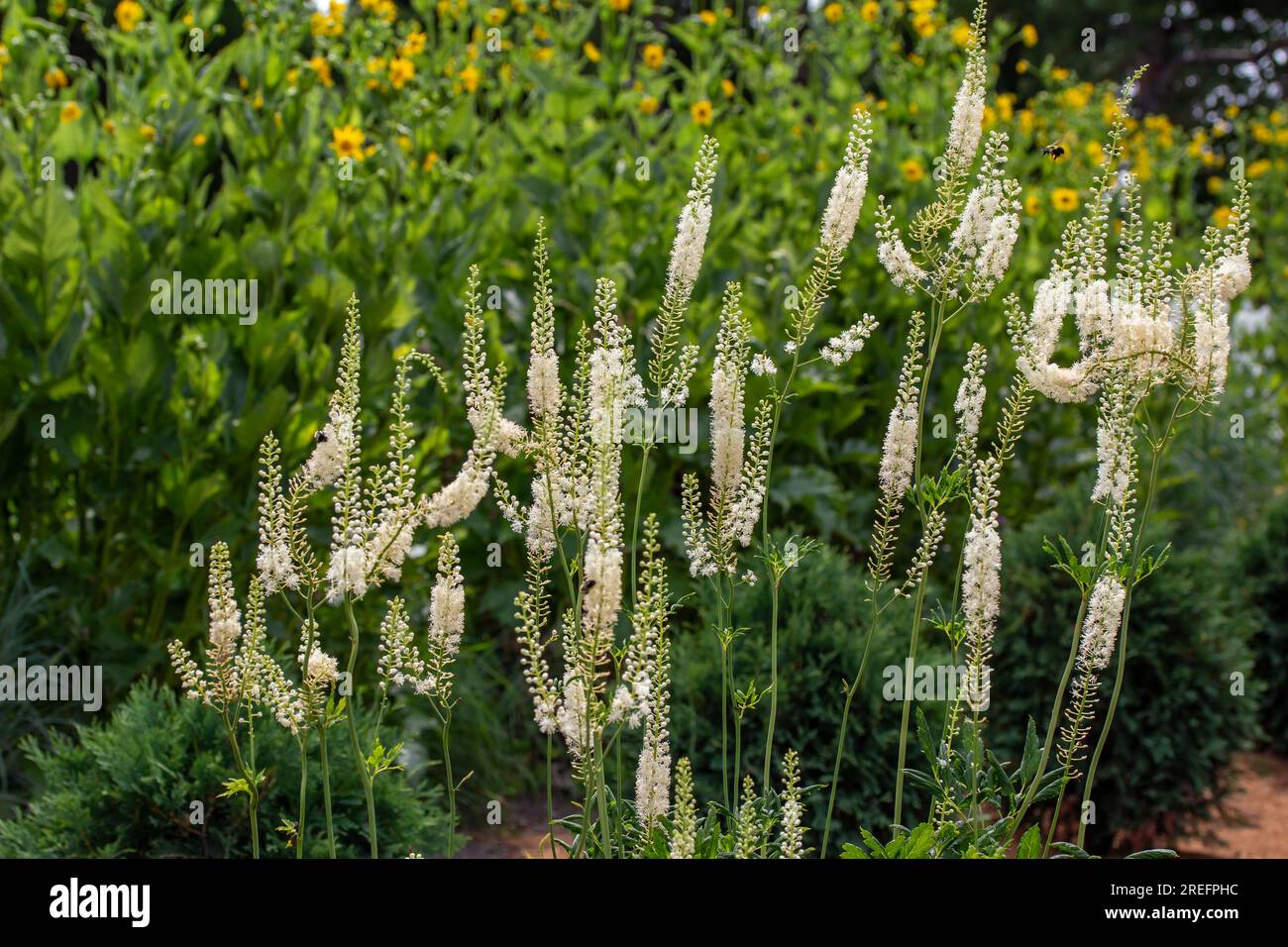 Full frame texture background of lacy white color black cohosh (actaea ...