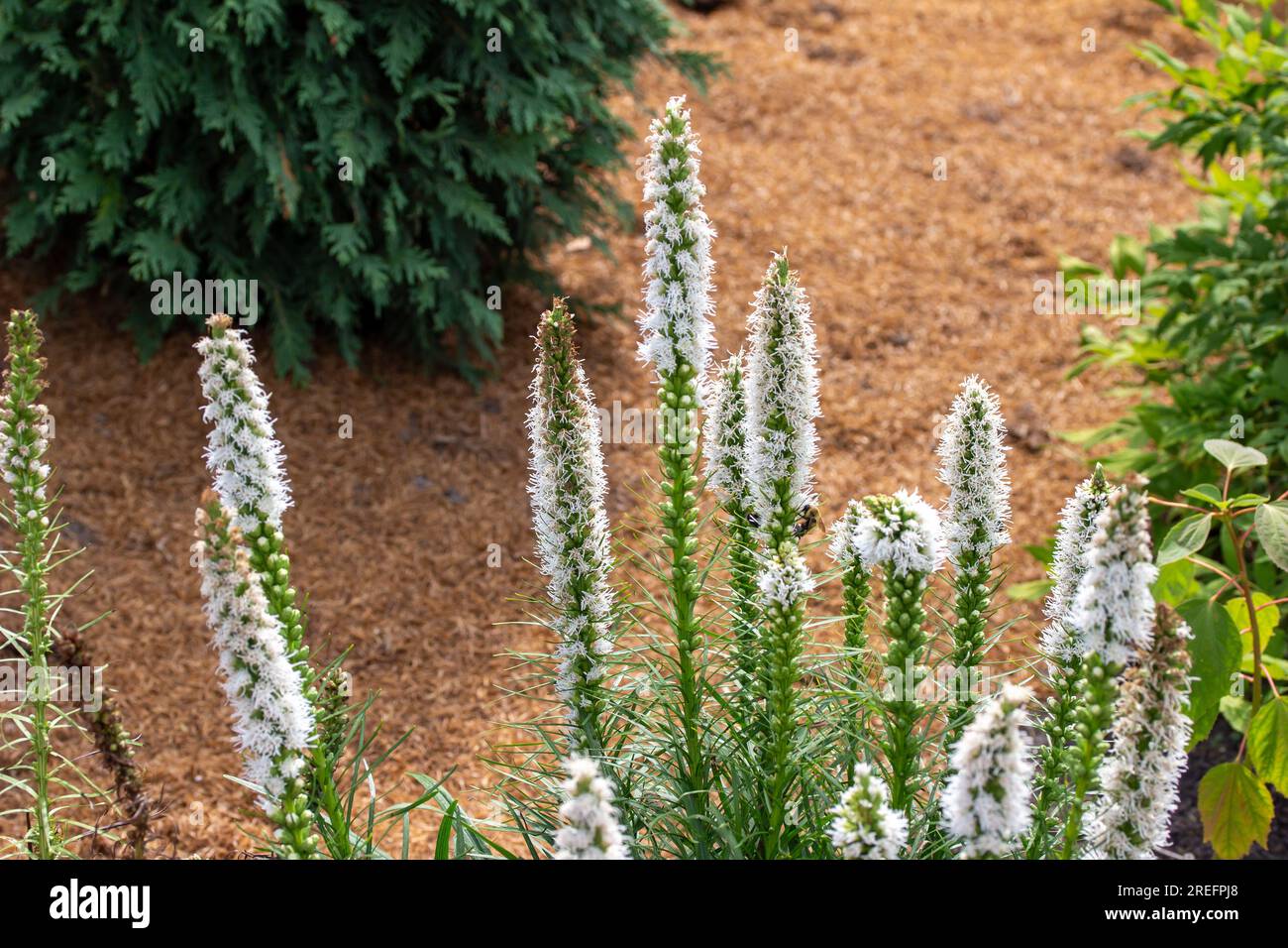 full frame texture background of lacy white color liatris spicata ...