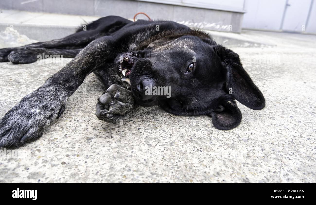 Spanish mastiff dog with labrador, pets, mammals Stock Photo - Alamy