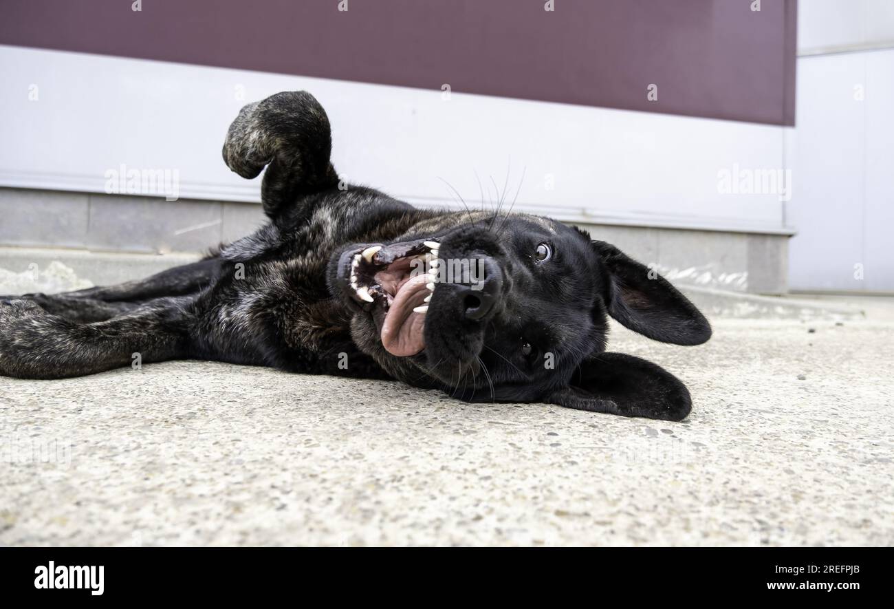 Giant labrador hi-res stock photography and images - Alamy