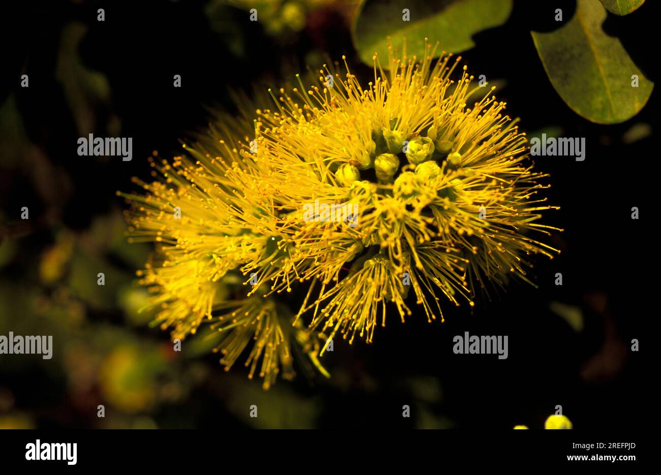 Yellow tree blossoms hi-res stock photography and images - Alamy