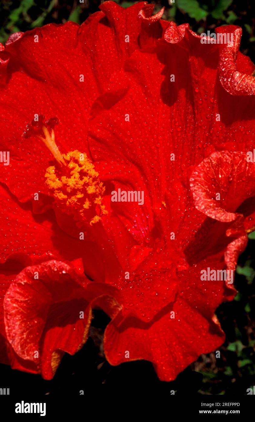 Giant red hibiscus with large golden stamen and water droplets on ...