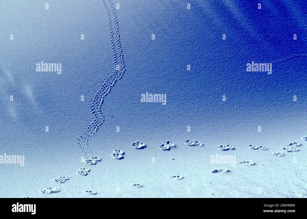 Animal tracks in sand at beach Stock Photo - Alamy