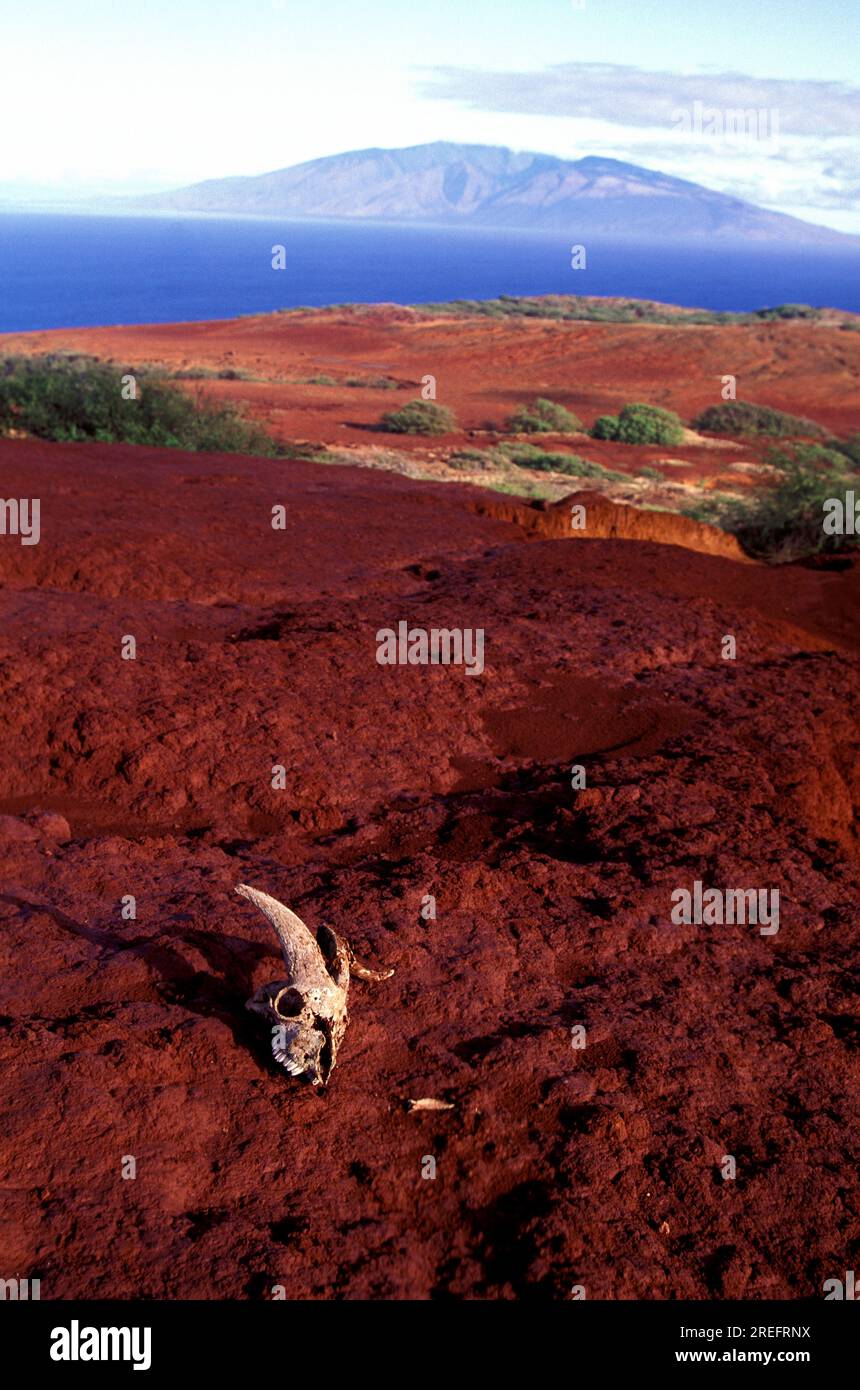A goat skull lays on the desolate red eroded landscape on the ...