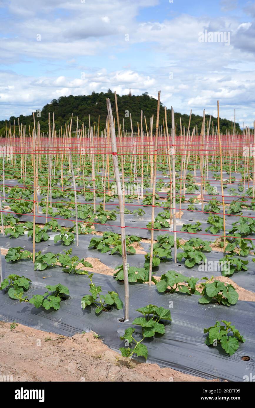 Japanese Pumpkin for Nature background in Agricultural Farm Stock Photo ...