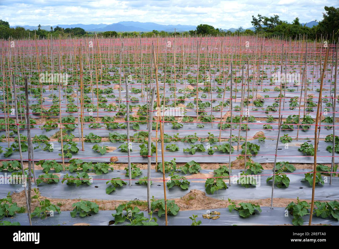 Japanese Pumpkin for Nature background in Agricultural Farm Stock Photo ...