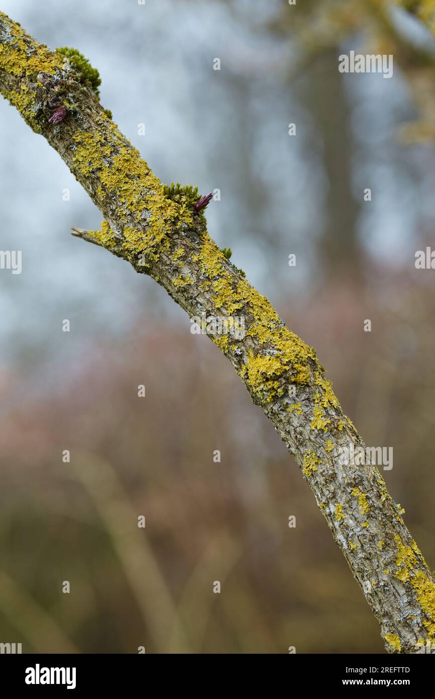 Denmark nature, countryside and environment. Nature in the Kingdom of ...