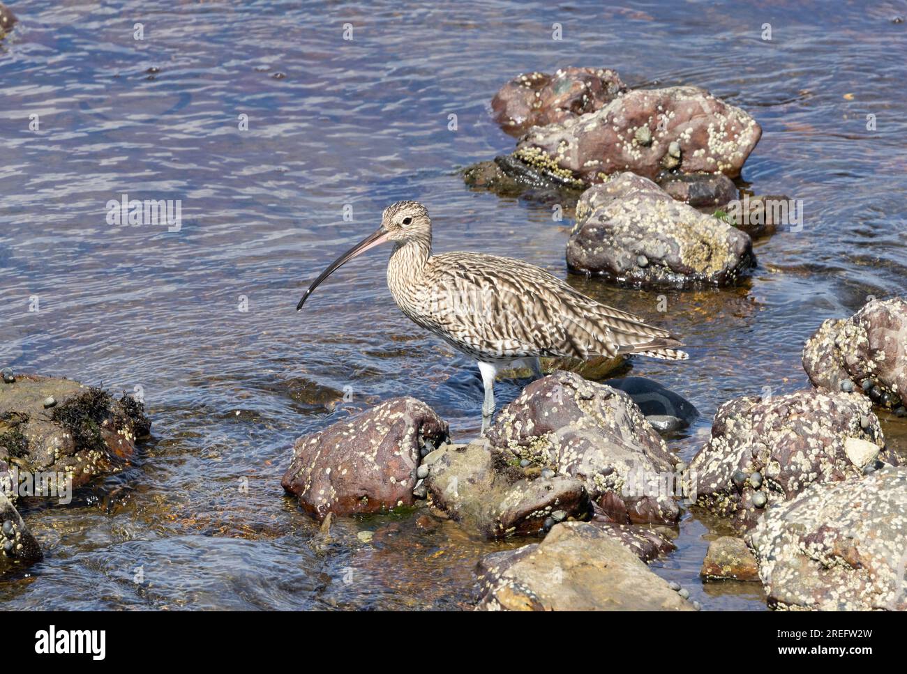 With its distinctive probing beak and cryptic plumage, the Curlew is ...