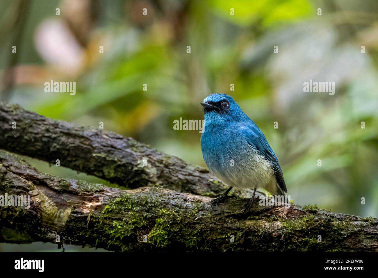 Beautiful blue color bird known as Indigo Flycatcher on perch at nature ...
