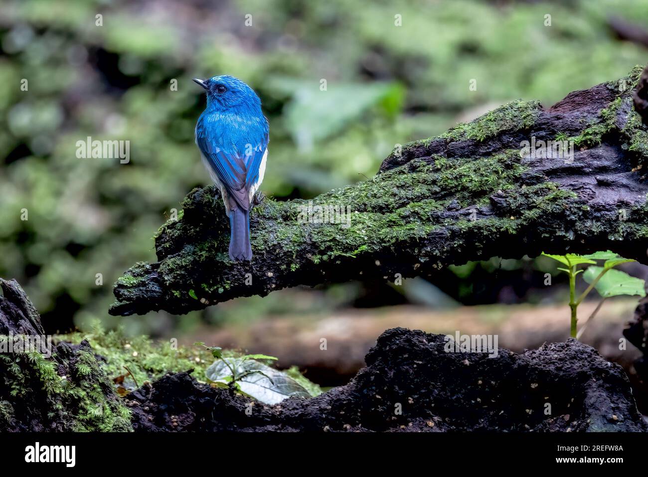 Beautiful blue color bird known as Indigo Flycatcher on perch at nature ...