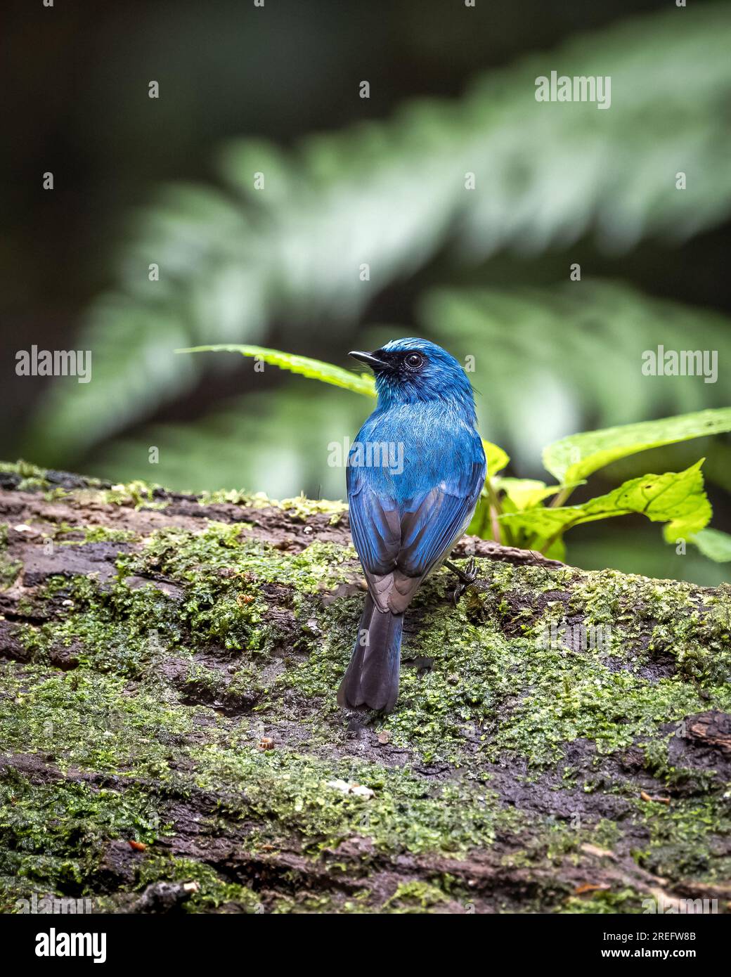 Beautiful blue color bird known as Indigo Flycatcher on perch at nature ...