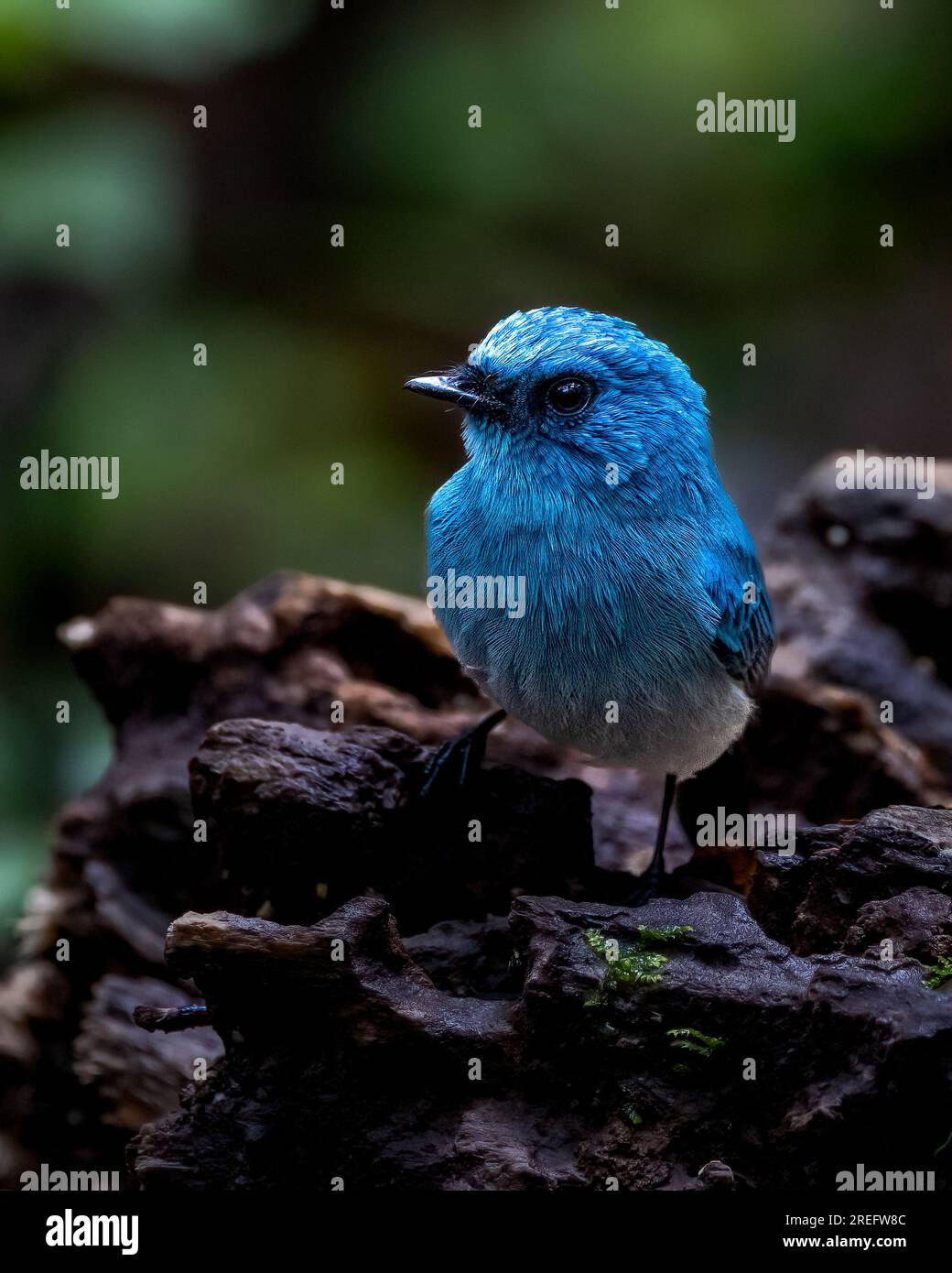 Beautiful blue color bird known as Indigo Flycatcher on perch at nature ...