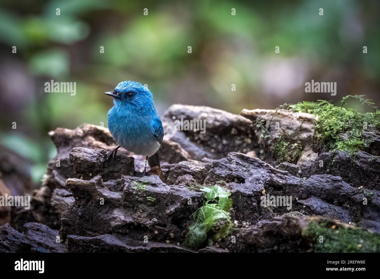 Beautiful blue color bird known as Indigo Flycatcher on perch at nature ...
