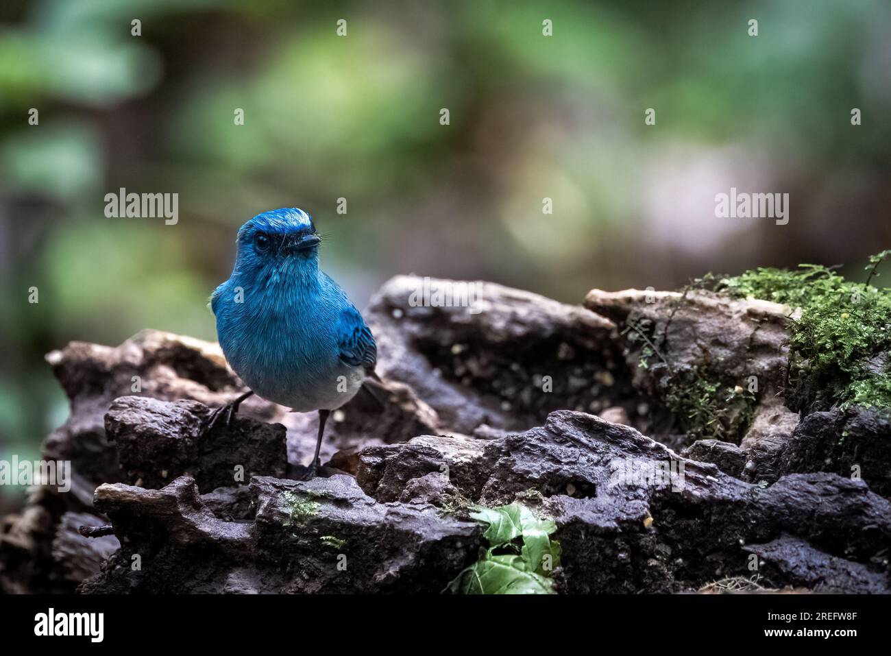 Beautiful blue color bird known as Indigo Flycatcher on perch at nature ...