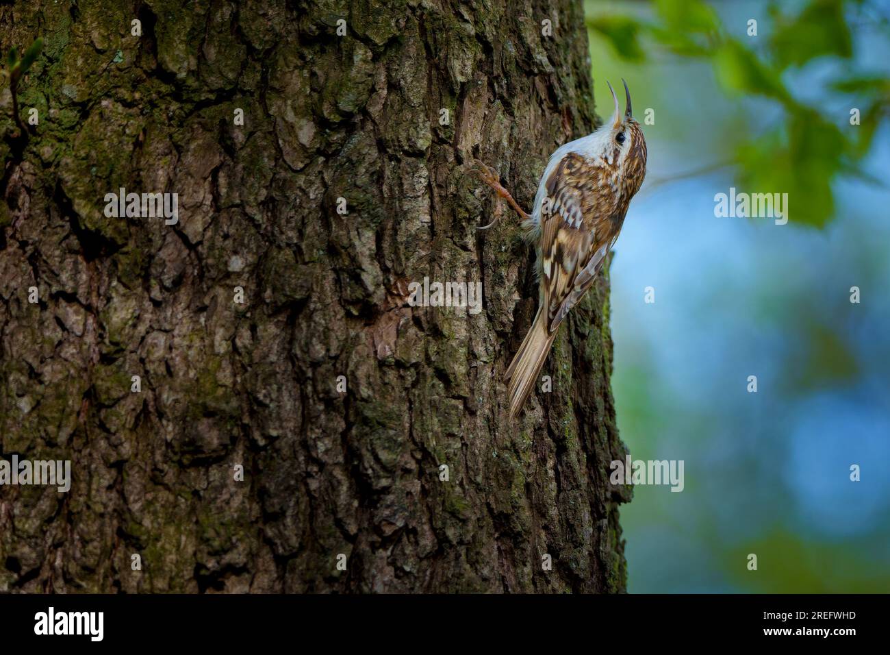 Treecreeper species hi-res stock photography and images - Alamy